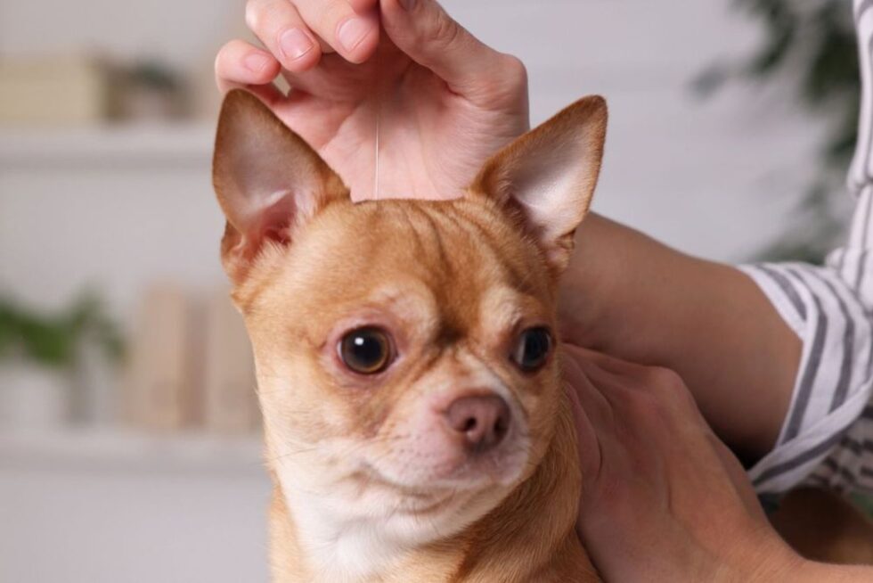 Pet Acupuncture in Glendale, AZ | Stetson Hills Animal Hospital